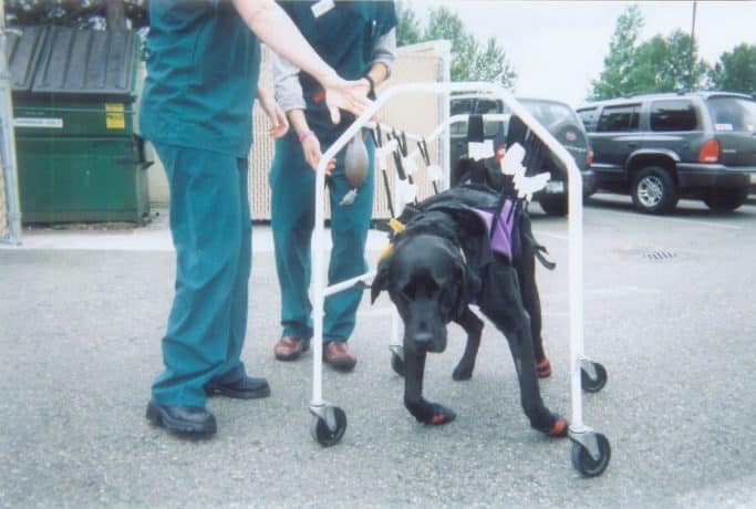 ‘Canine FCE’: An unknown term, yet common in dogs - The Miracle of Bubba